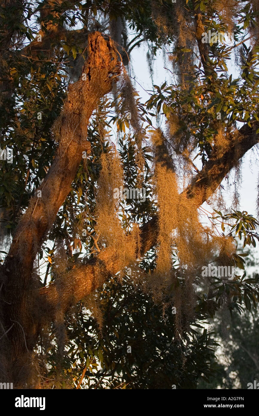 Wispy moss hi-res stock photography and images - Alamy