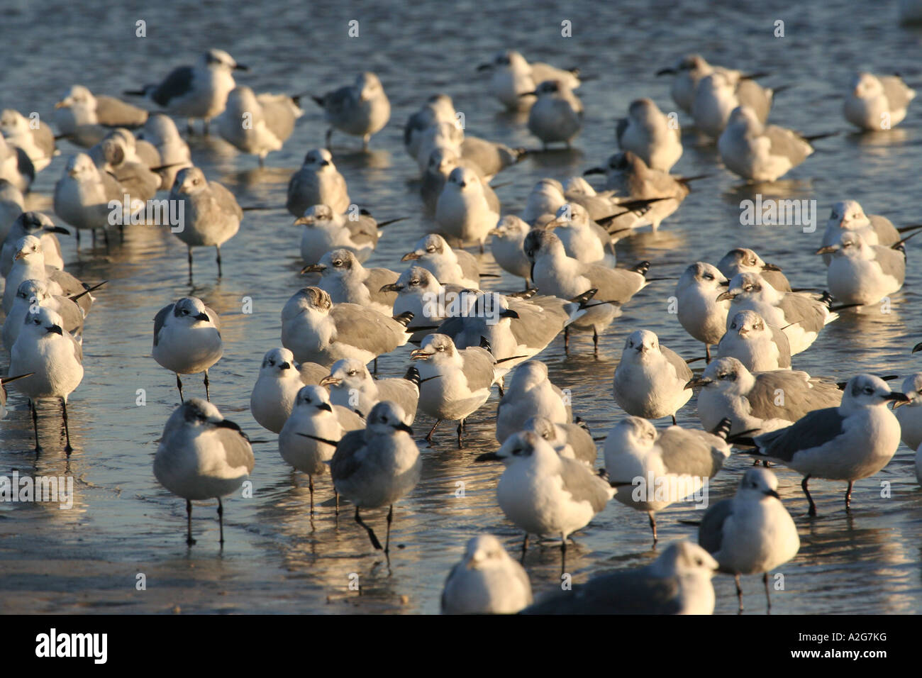 Gathering of shore birds Stock Photo - Alamy