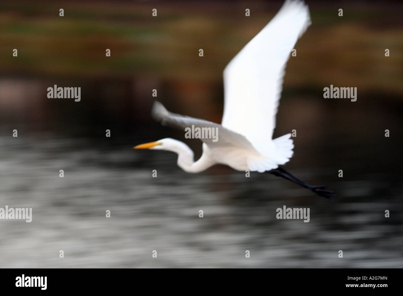 Egret in flight Stock Photo - Alamy