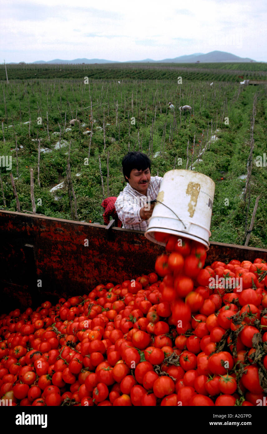 Tomato Farm Mexico