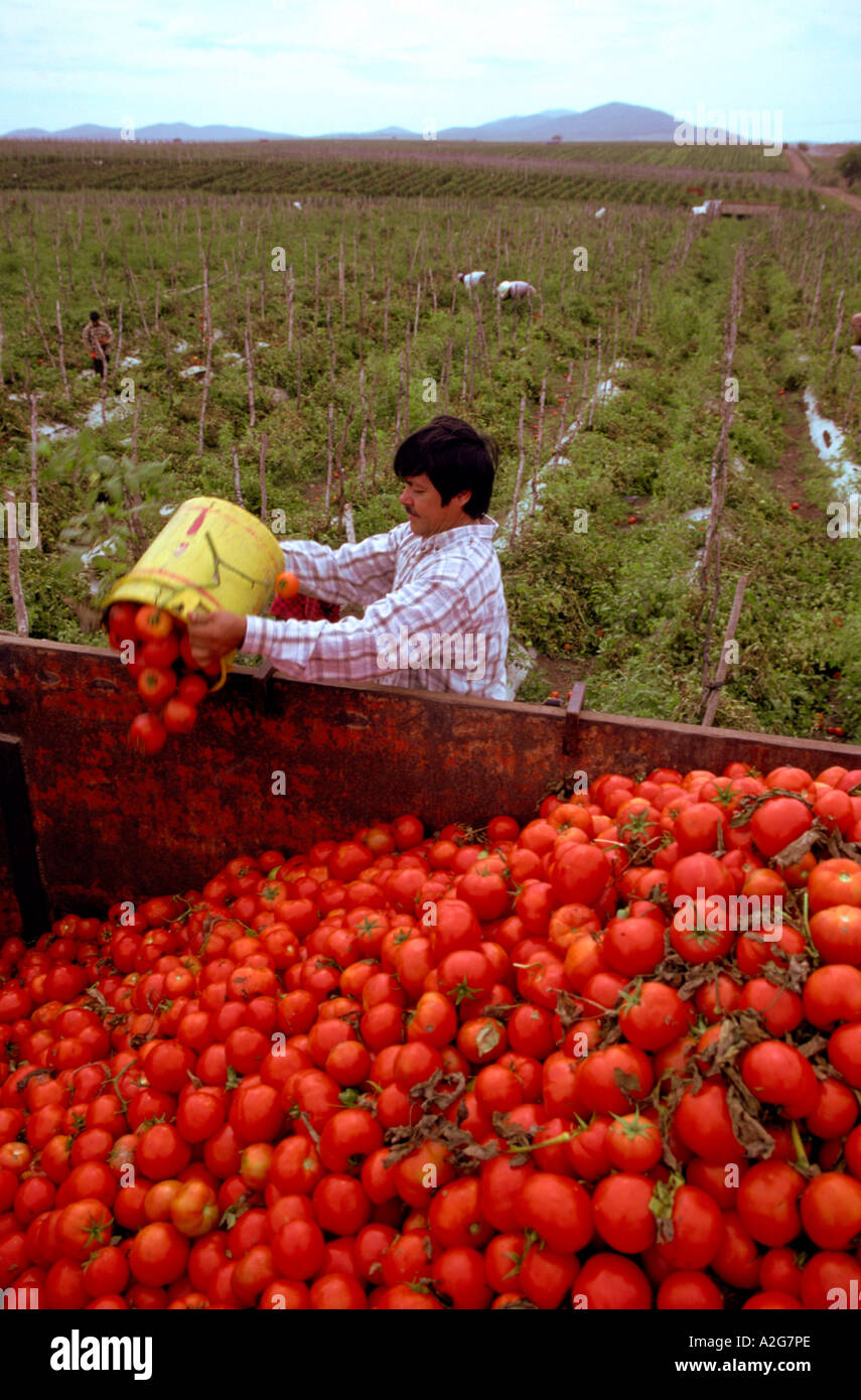 Tomato Farm Mexico