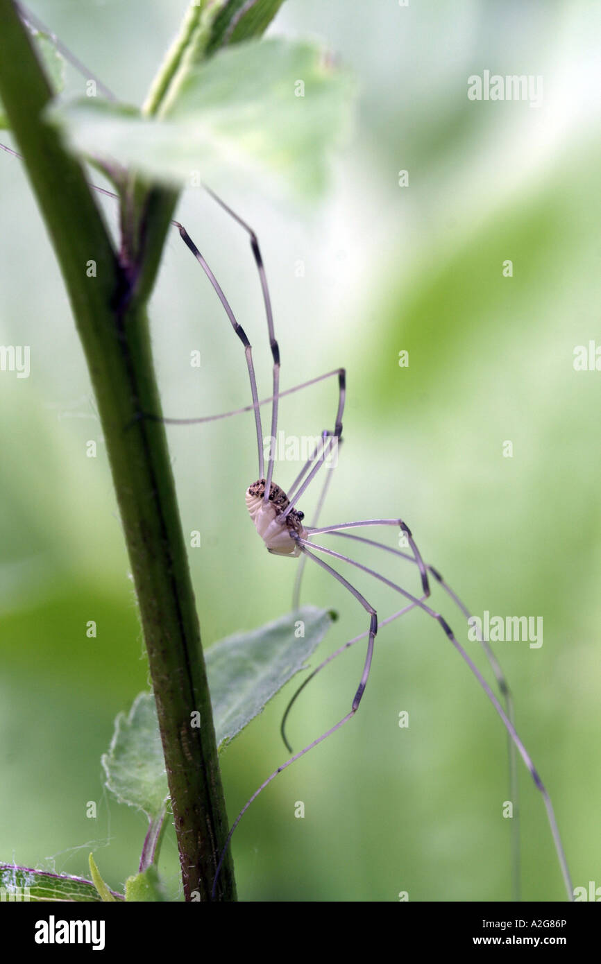 Daddy Long Legger High Resolution Stock Photography and Images - Alamy