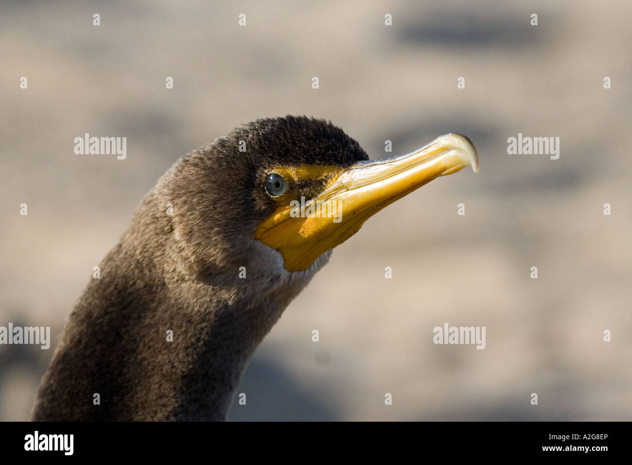 Hook beaks hi-res stock photography and images - Alamy