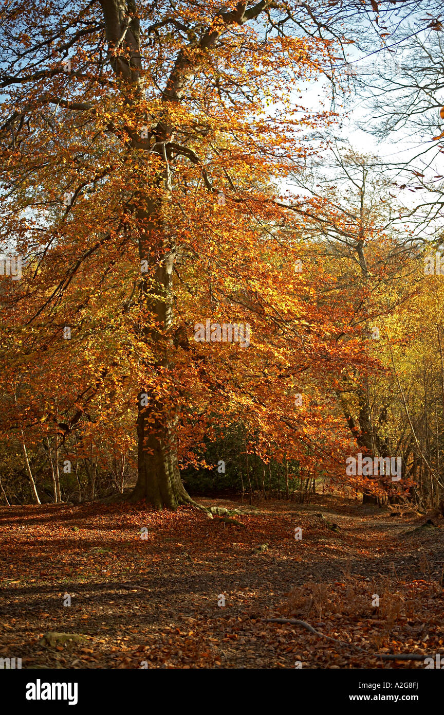 Surrey trees hi-res stock photography and images - Alamy