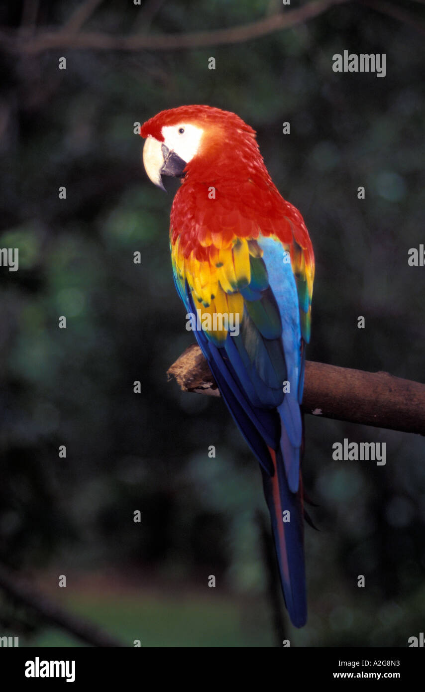 Indigenous costa rica hi-res stock photography and images - Alamy