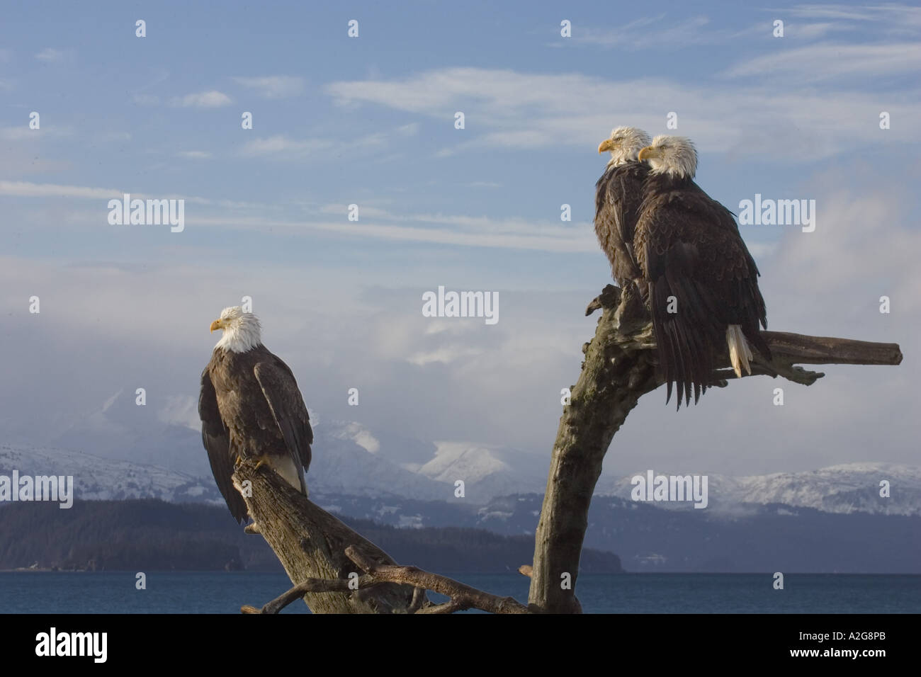 Three Bald Eagles (Haliaeetus leucocephalus) in early morning light Stock Photo - Alamy