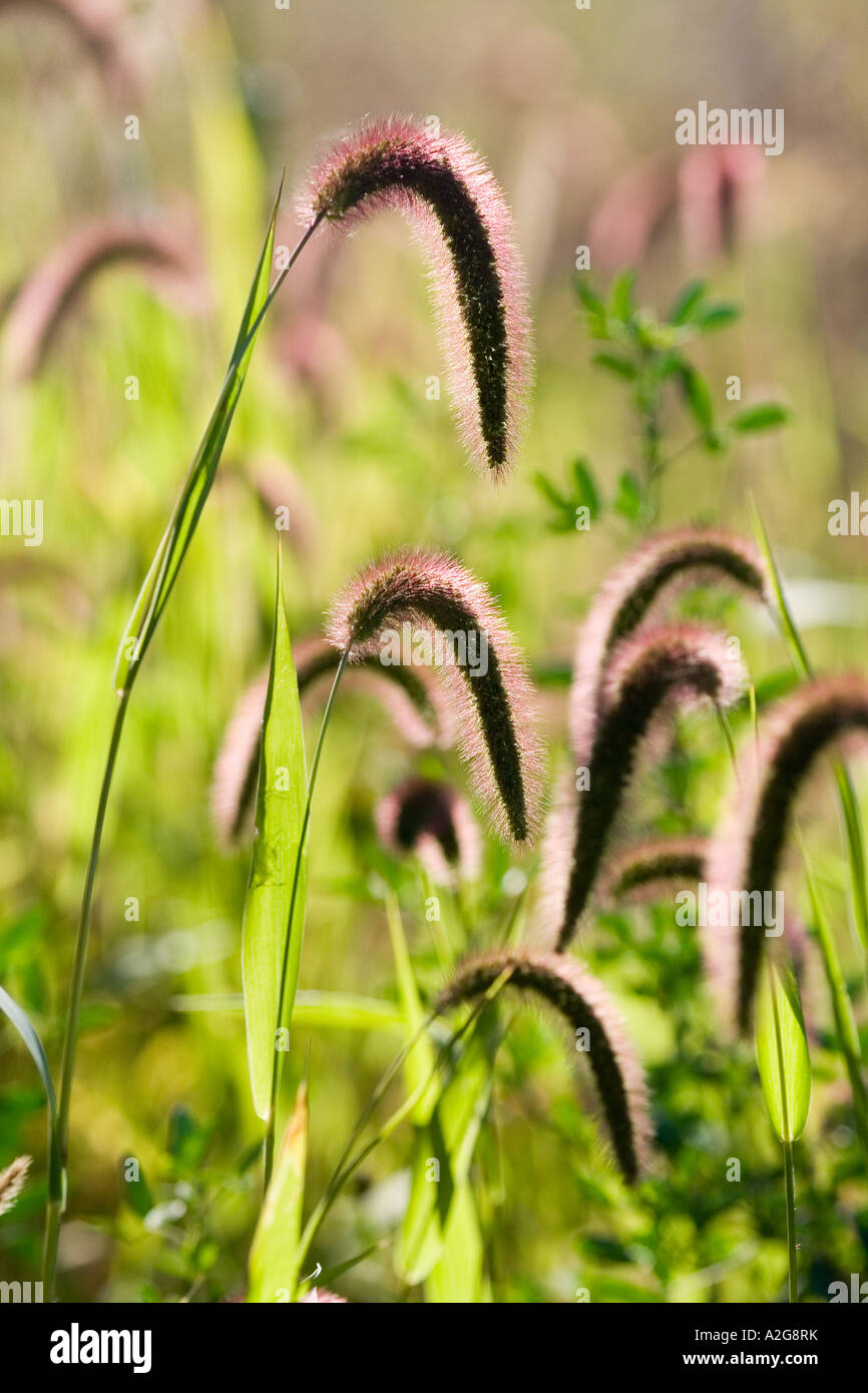 Weeds stalk hi-res stock photography and images - Alamy