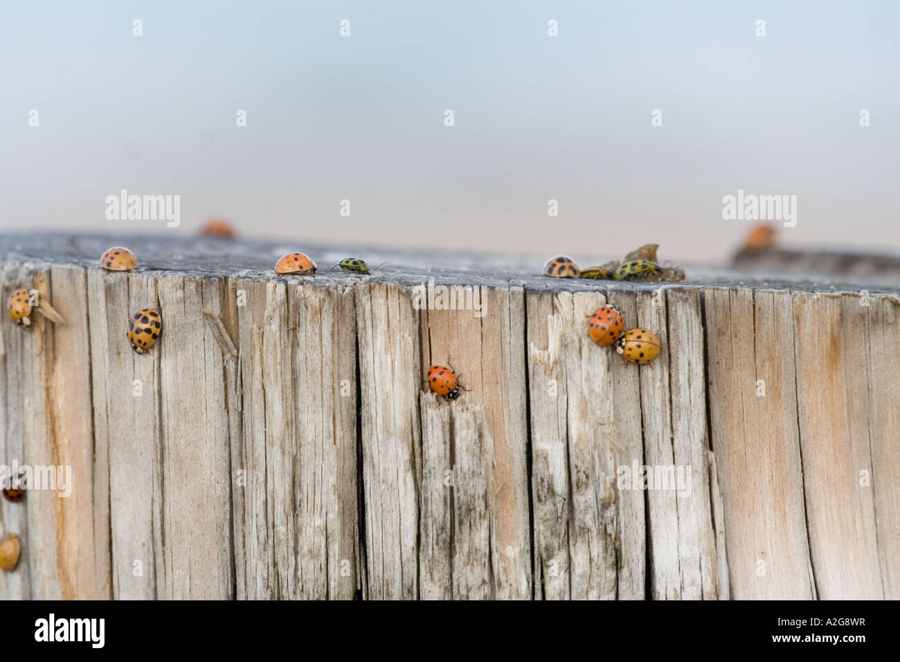 Lady bugs crawling on piling Stock Photo - Alamy
