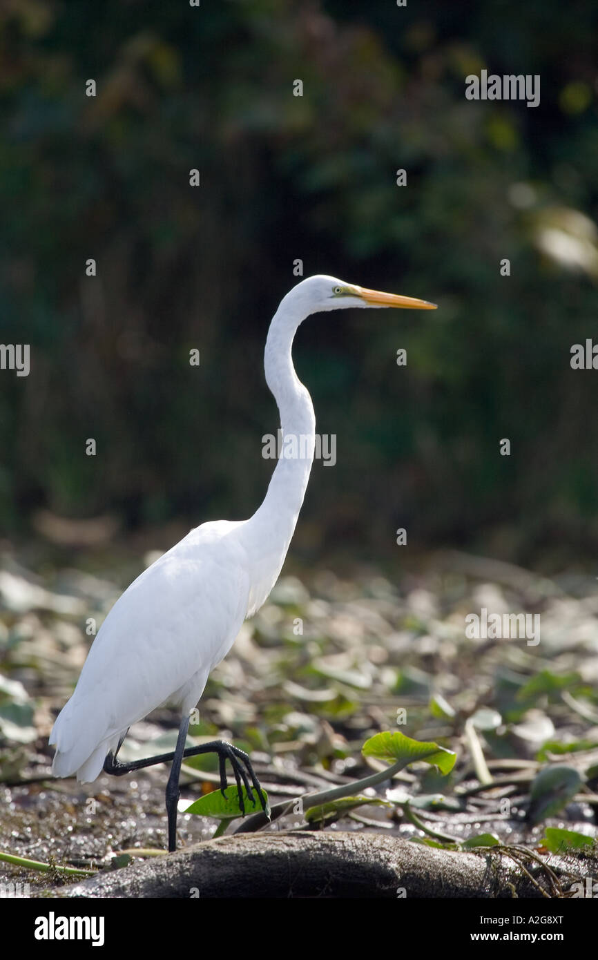 Great white heron Stock Photo - Alamy