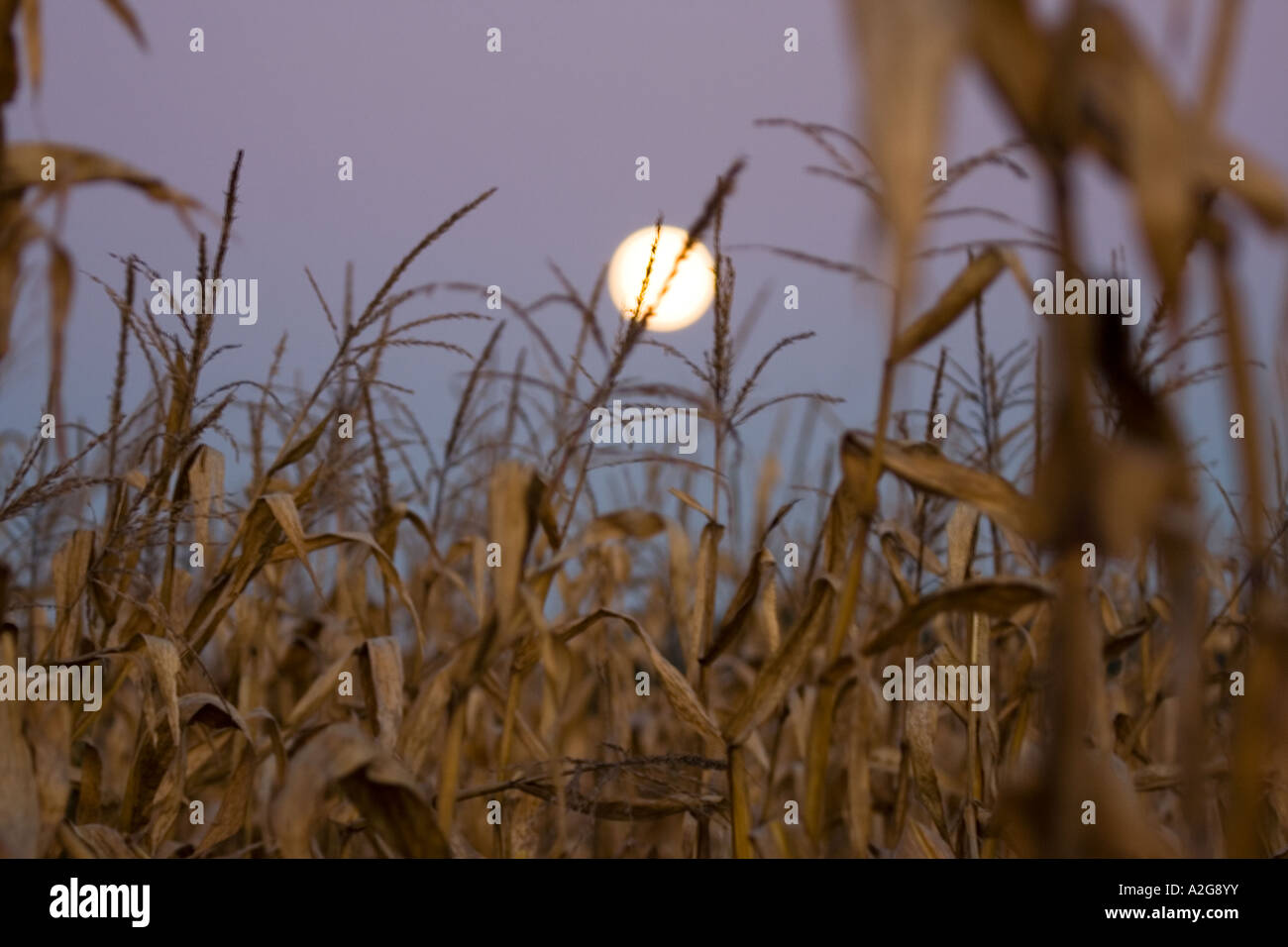 Moon rising over autumn cornfield Stock Photo - Alamy