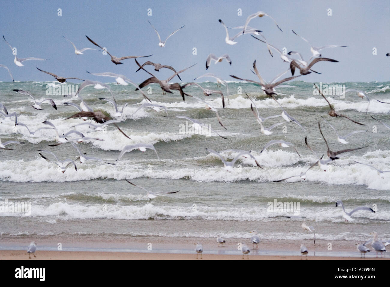 Flock of gulls flying over waves Stock Photo - Alamy