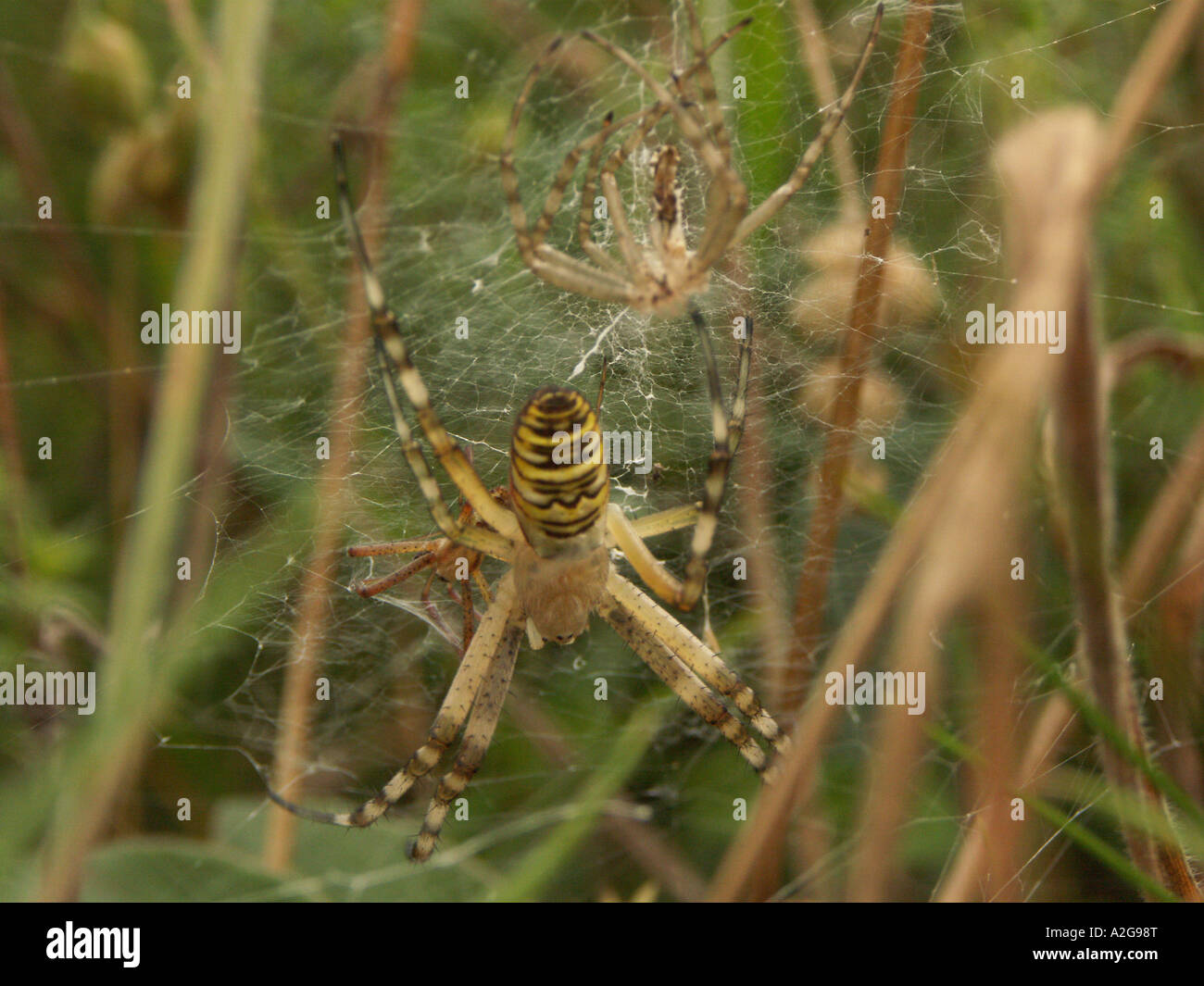 Argiope bruennichi - Spider. Female and moulted skin and glimpse of ...