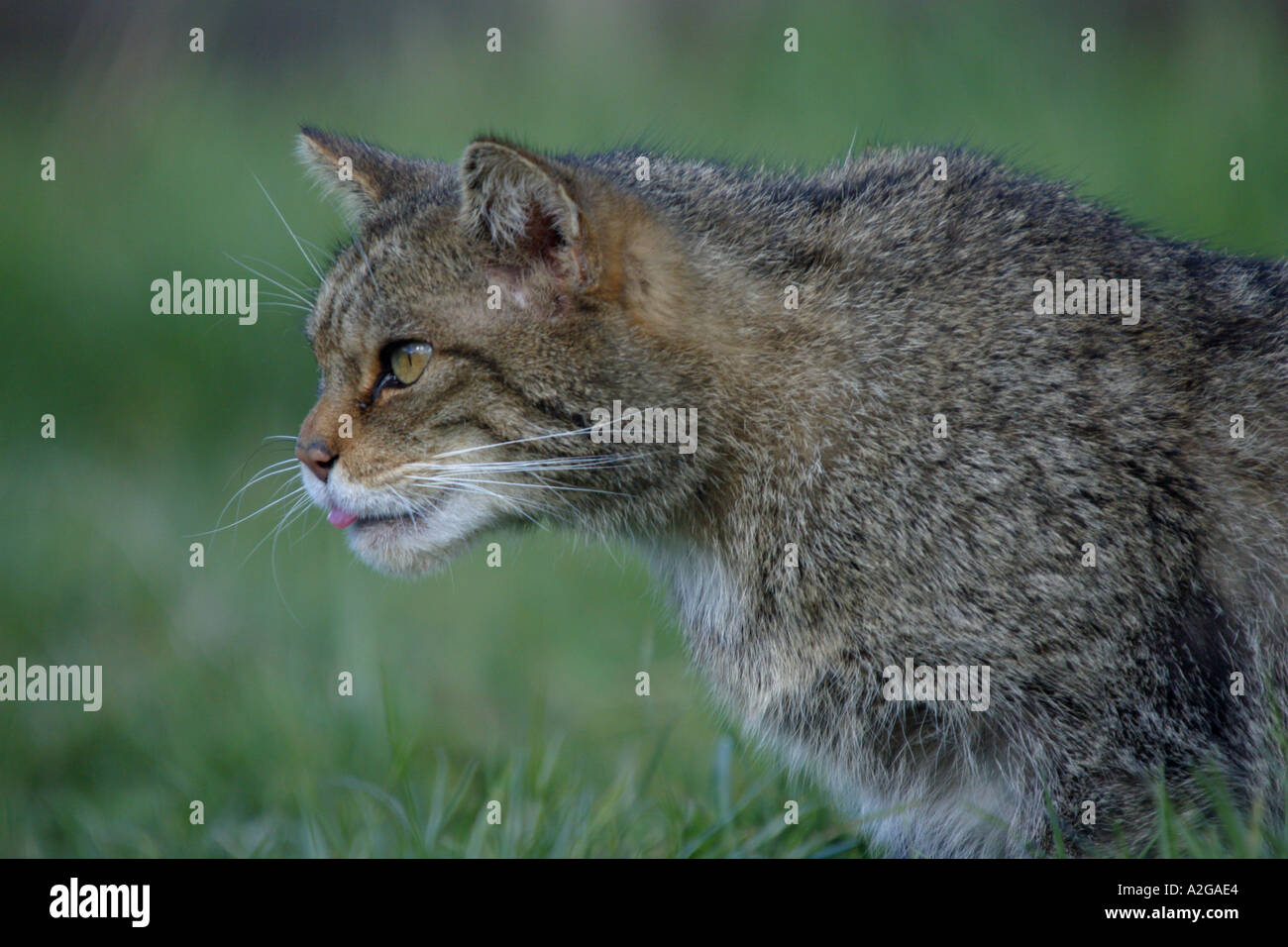 Scottish wild cat Stock Photo - Alamy