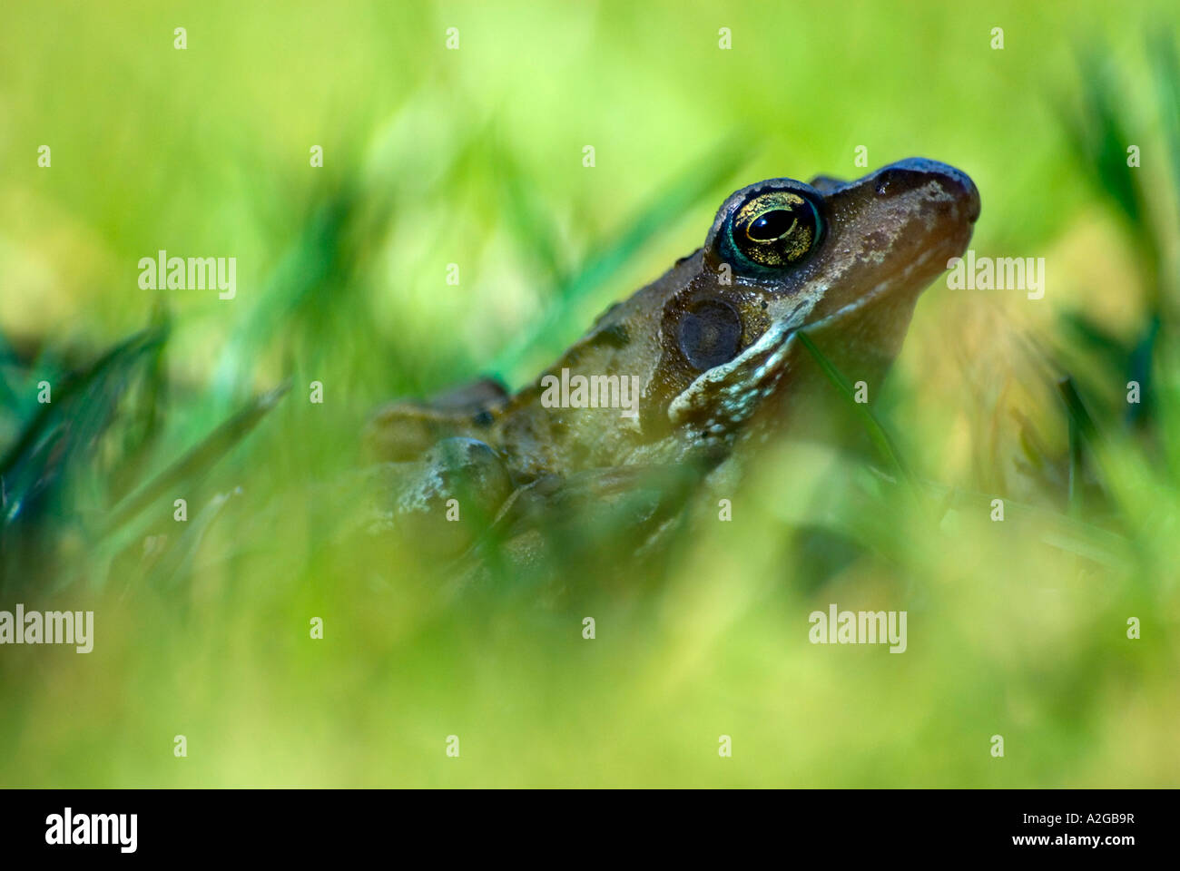 Hop frog hi-res stock photography and images - Alamy