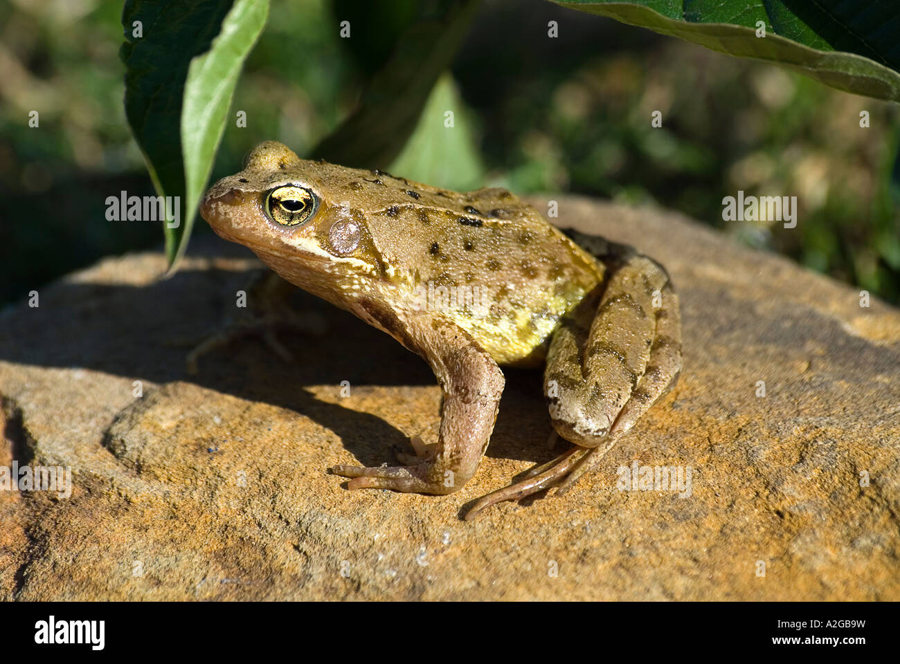 Hop frog hi-res stock photography and images - Alamy