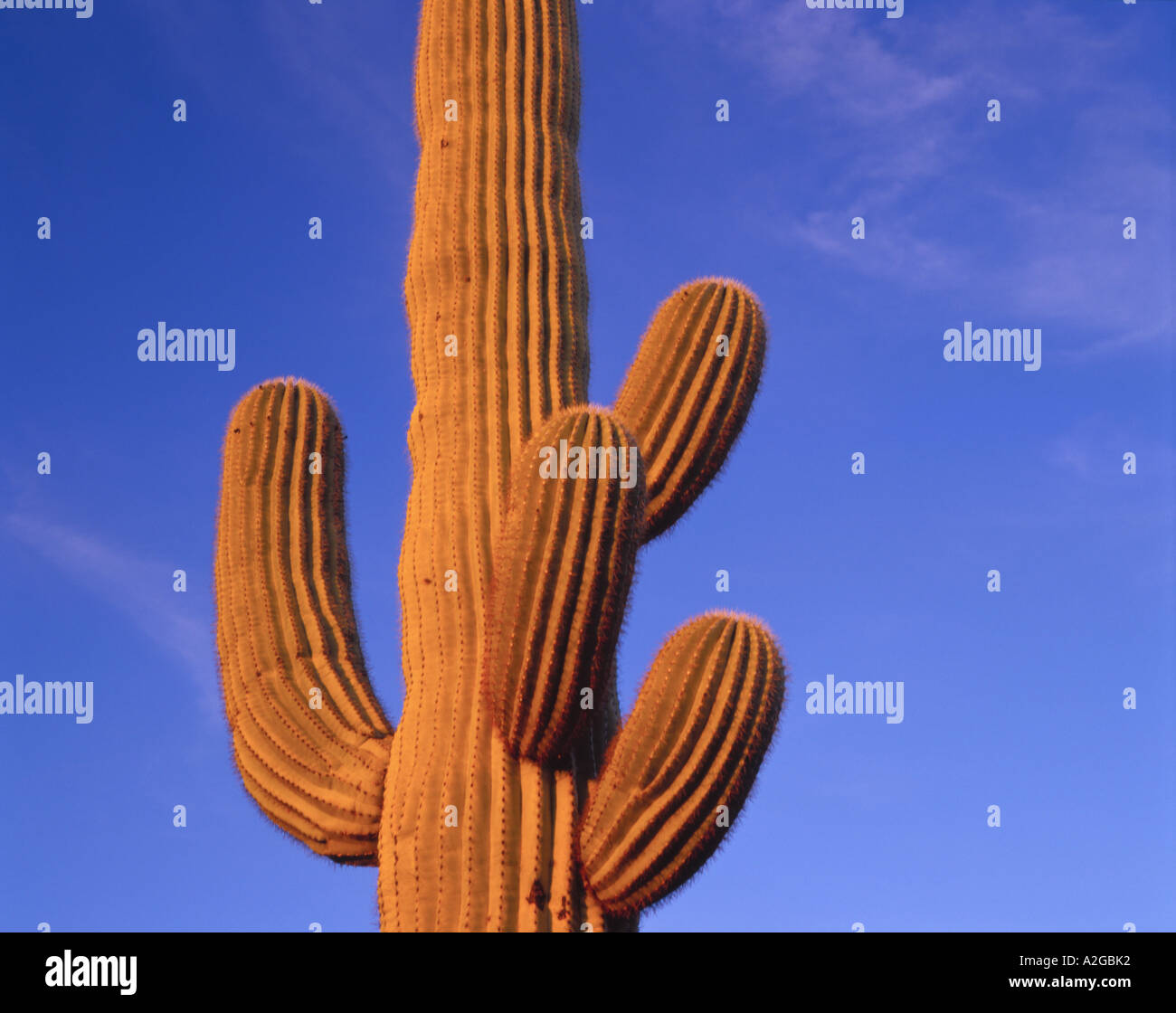 Multi armed cactus hi-res stock photography and images - Alamy