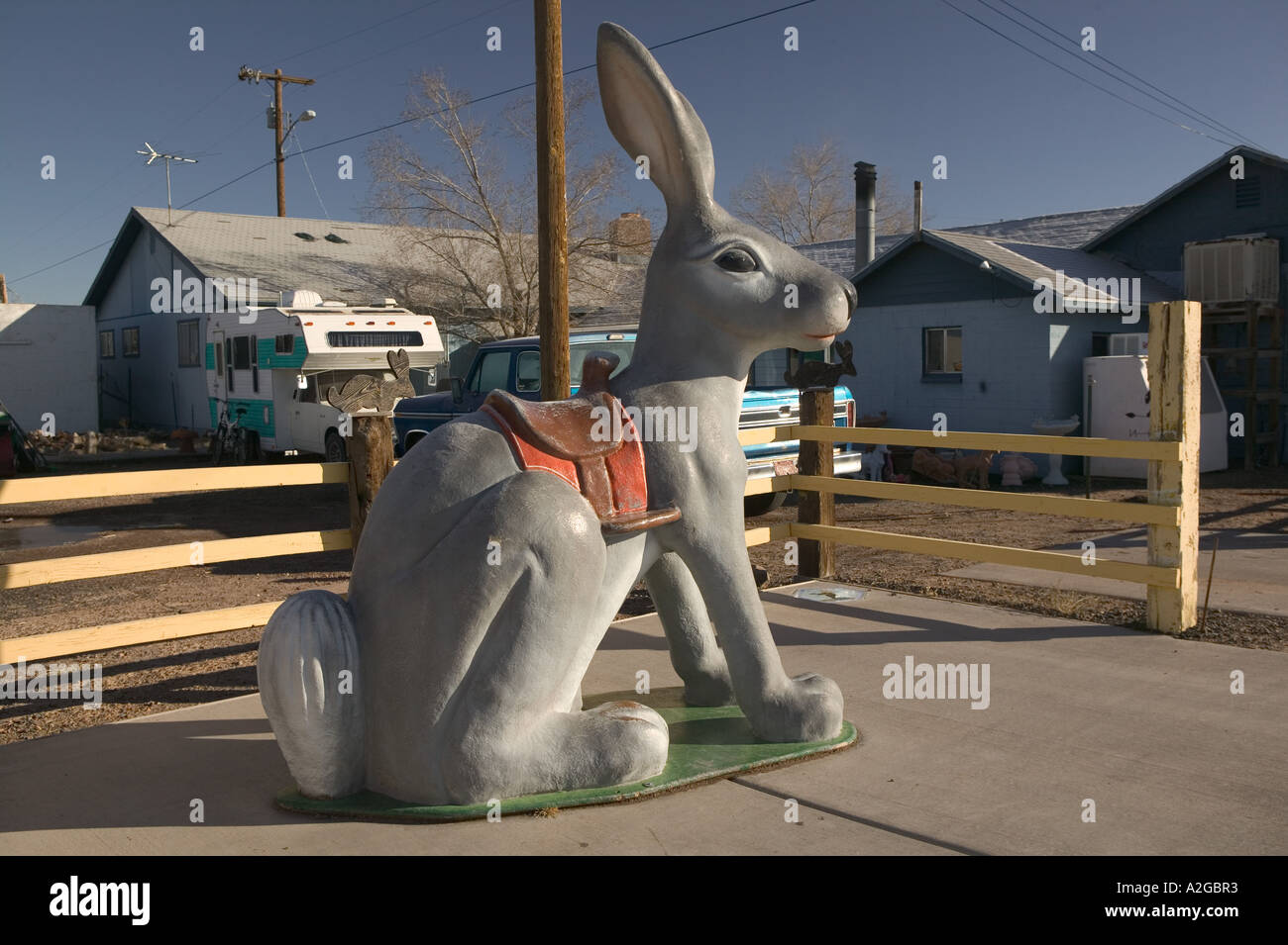 Arizona jackrabbit hi-res stock photography and images - Alamy