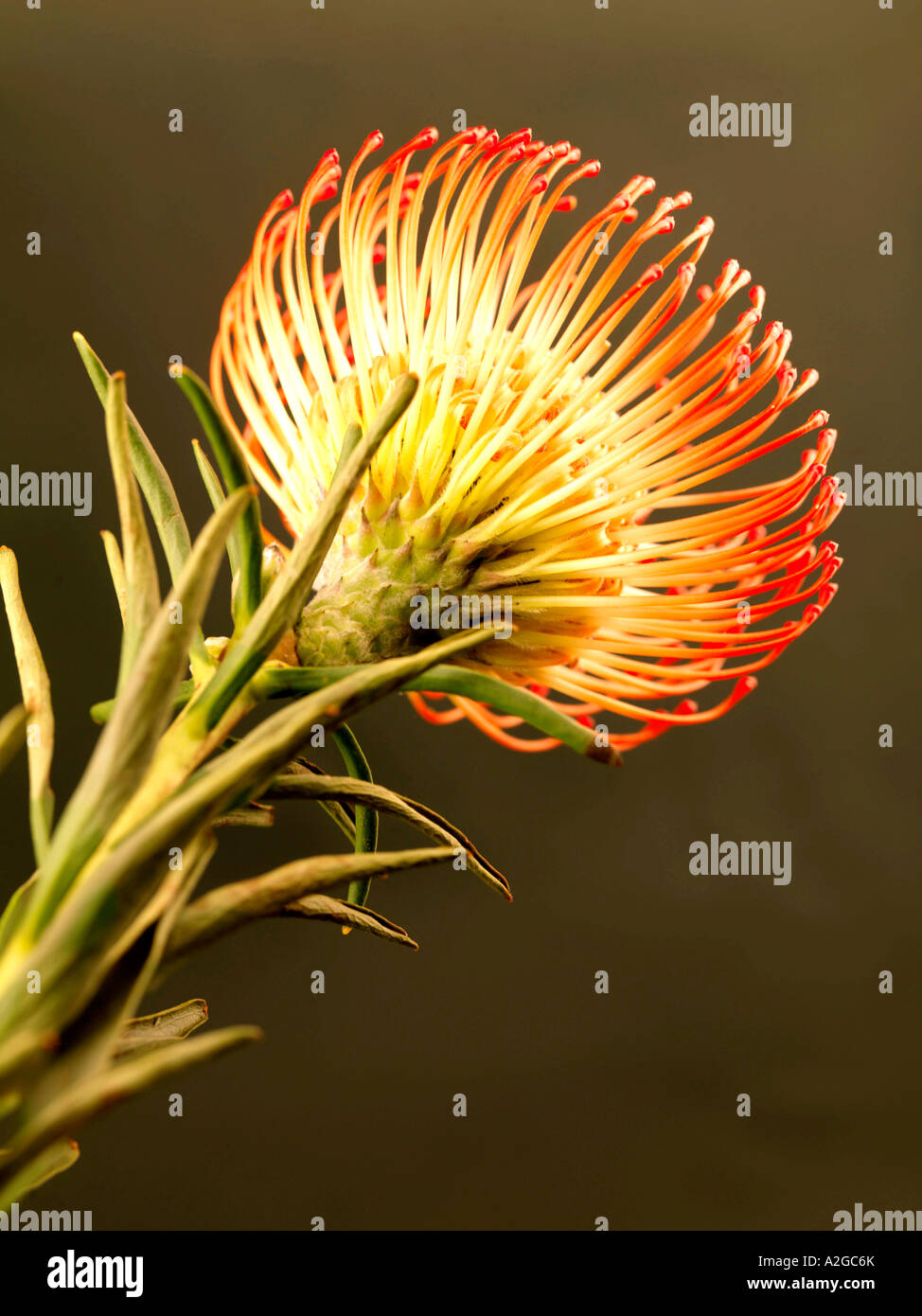 Leucospermum flower hi-res stock photography and images - Alamy