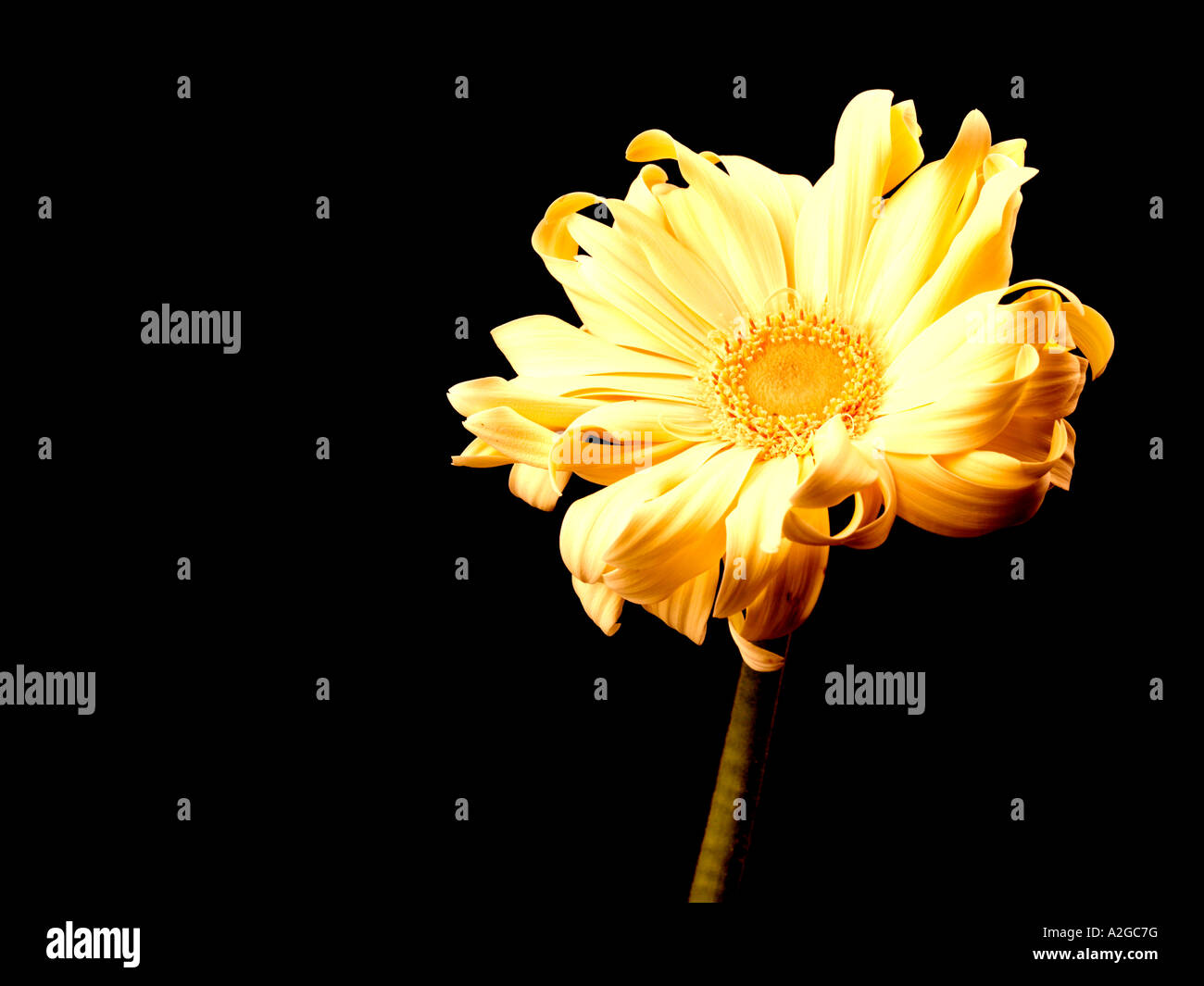 Beautiful Delicate Cream Coloured Gerbera Daisy Flower Isolated Against ...