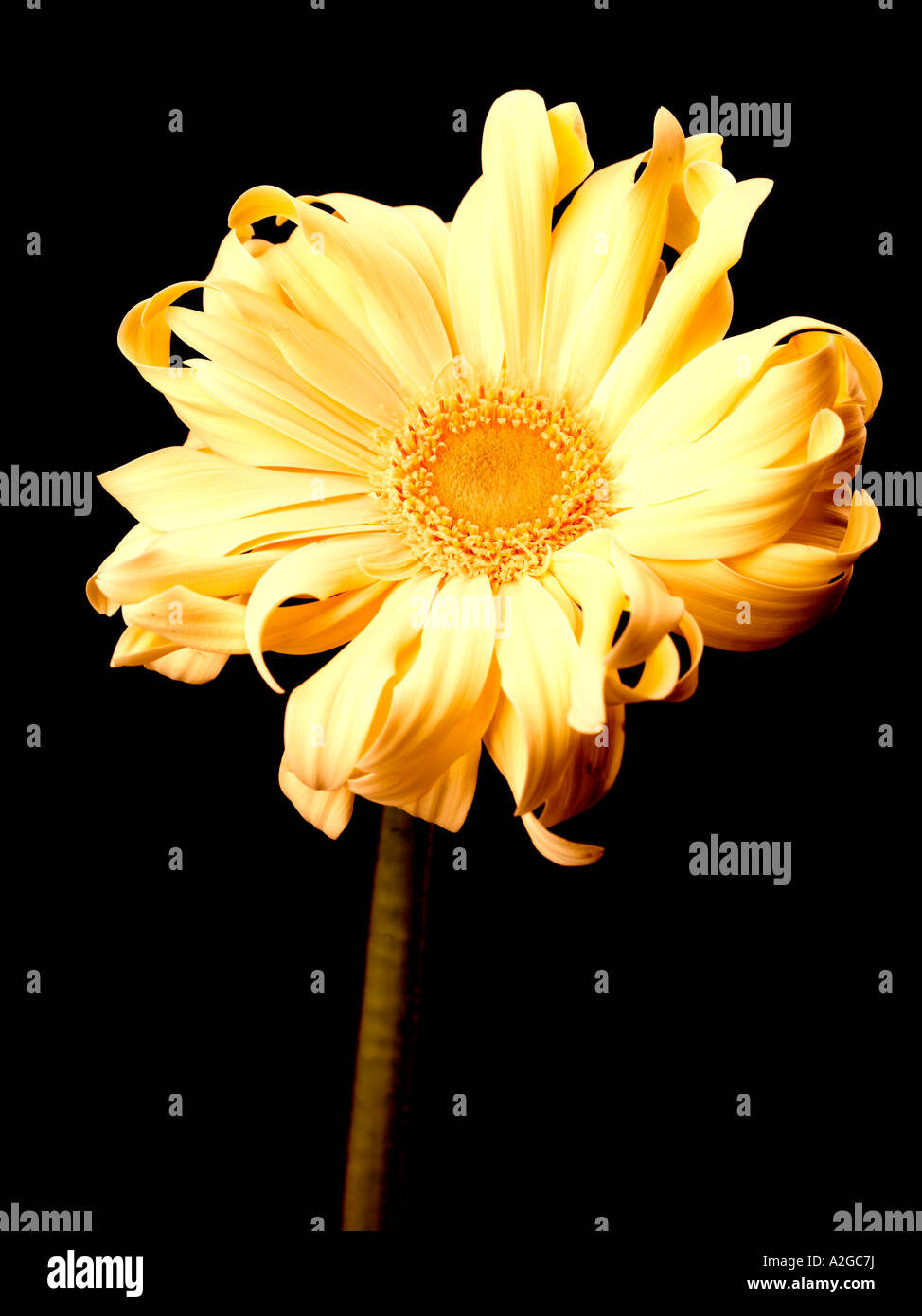 Beautiful Delicate Cream Coloured Gerbera Daisy Flower Isolated Against ...