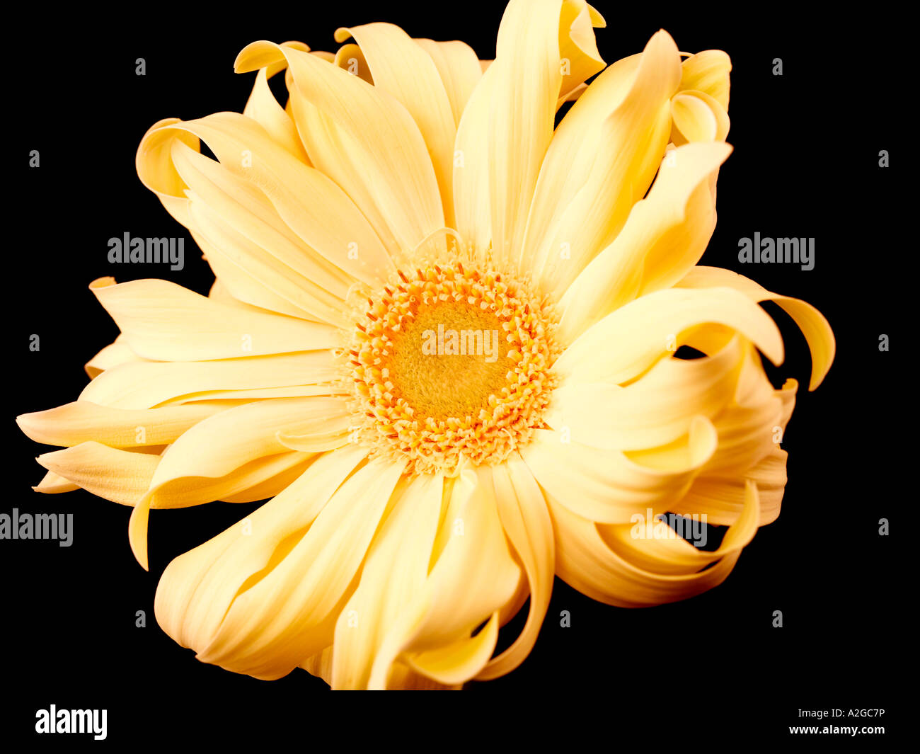 Cream color gerbera flower hi-res stock photography and images - Alamy