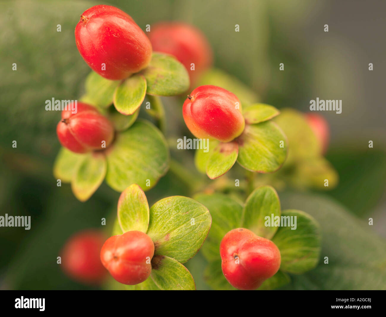 Hypericum berry plants hi-res stock photography and images - Alamy