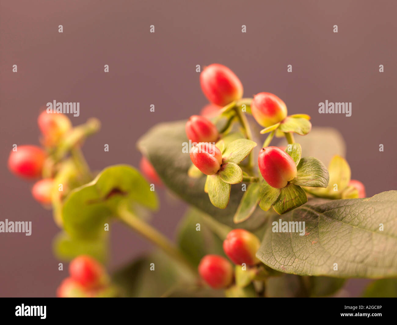 Hypericum berry plants hi-res stock photography and images - Alamy