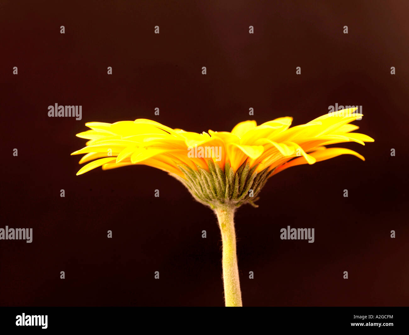 Single Large Delicate Yellow Gerbera Flower In Bloom Isolated Against A ...