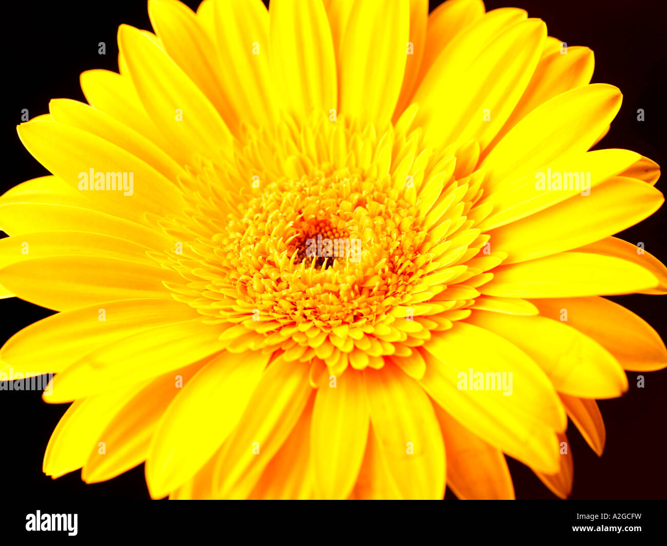 Single Large Delicate Yellow Gerbera Flower In Bloom Isolated Against A ...