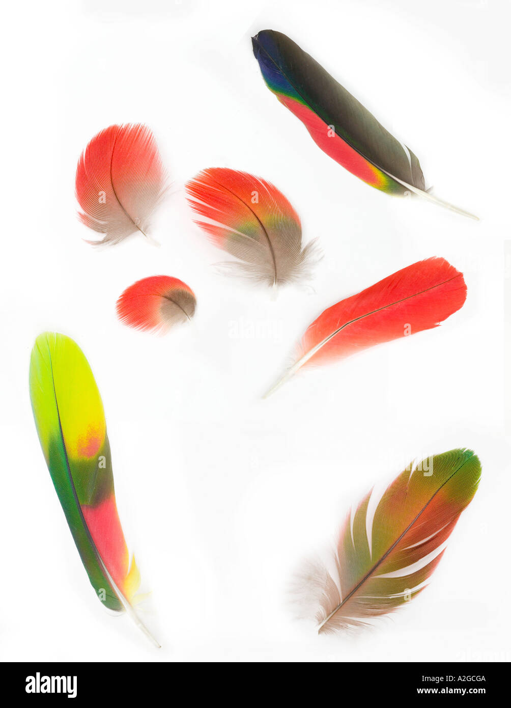 Pattern created with various Macaw and parrot feathers on white ...