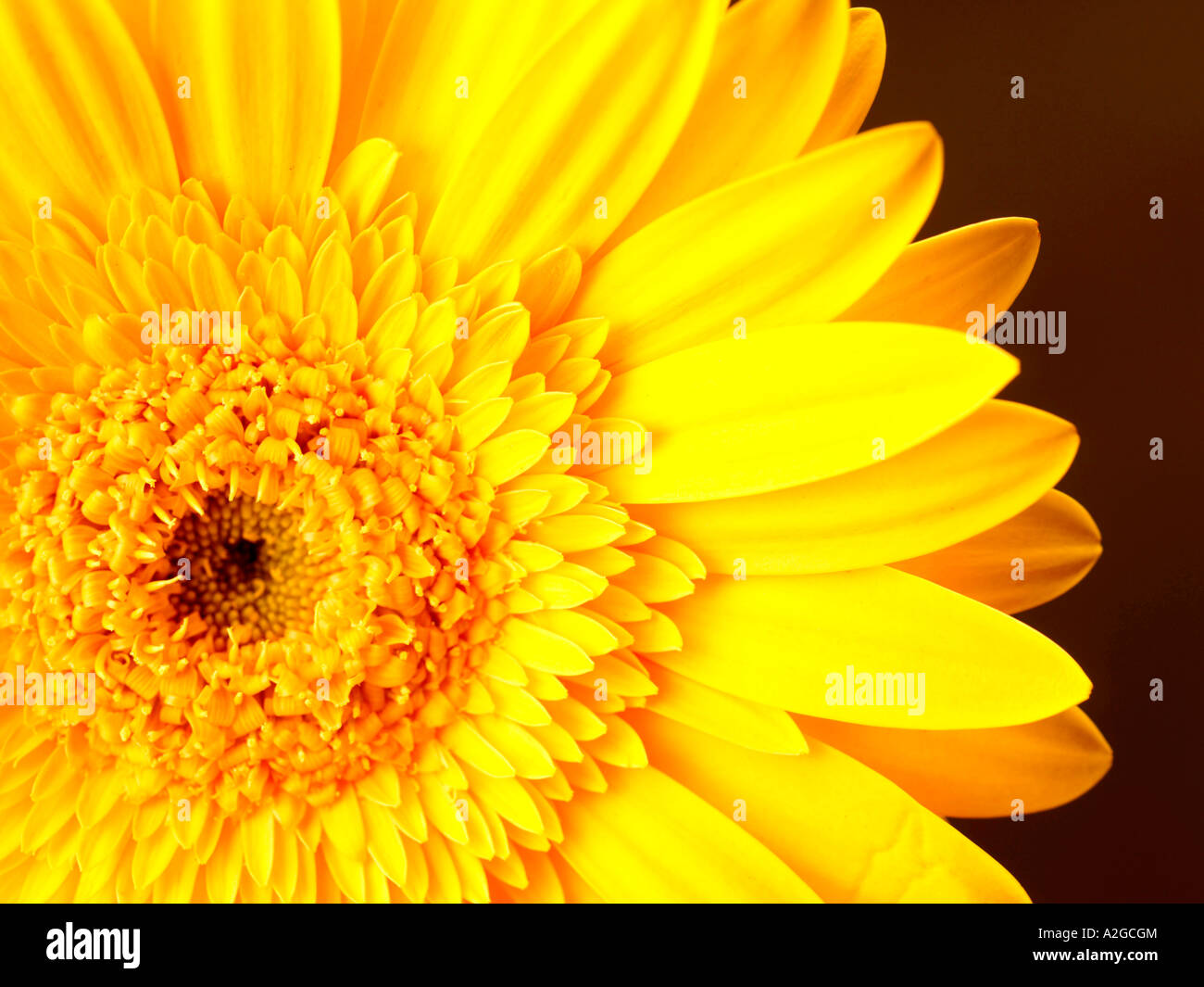 Single Large Delicate Yellow Gerbera Flower In Bloom Isolated Against A ...