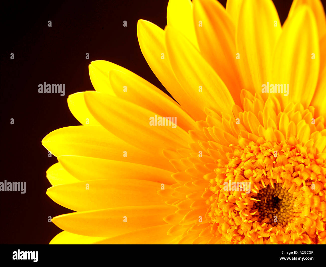Single Large Delicate Yellow Gerbera Flower In Bloom Isolated Against A ...