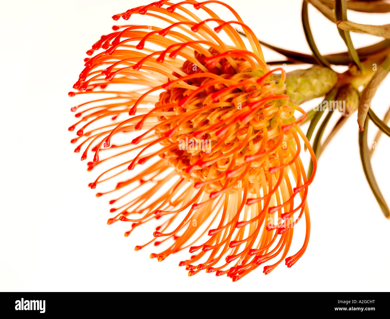 Leucospermums hi-res stock photography and images - Alamy