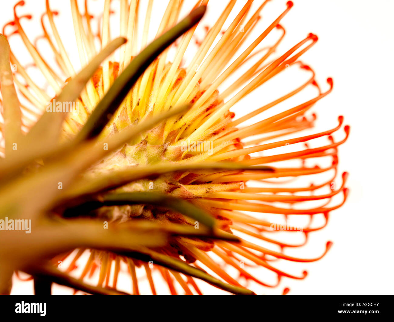 Leucospermums hi-res stock photography and images - Alamy