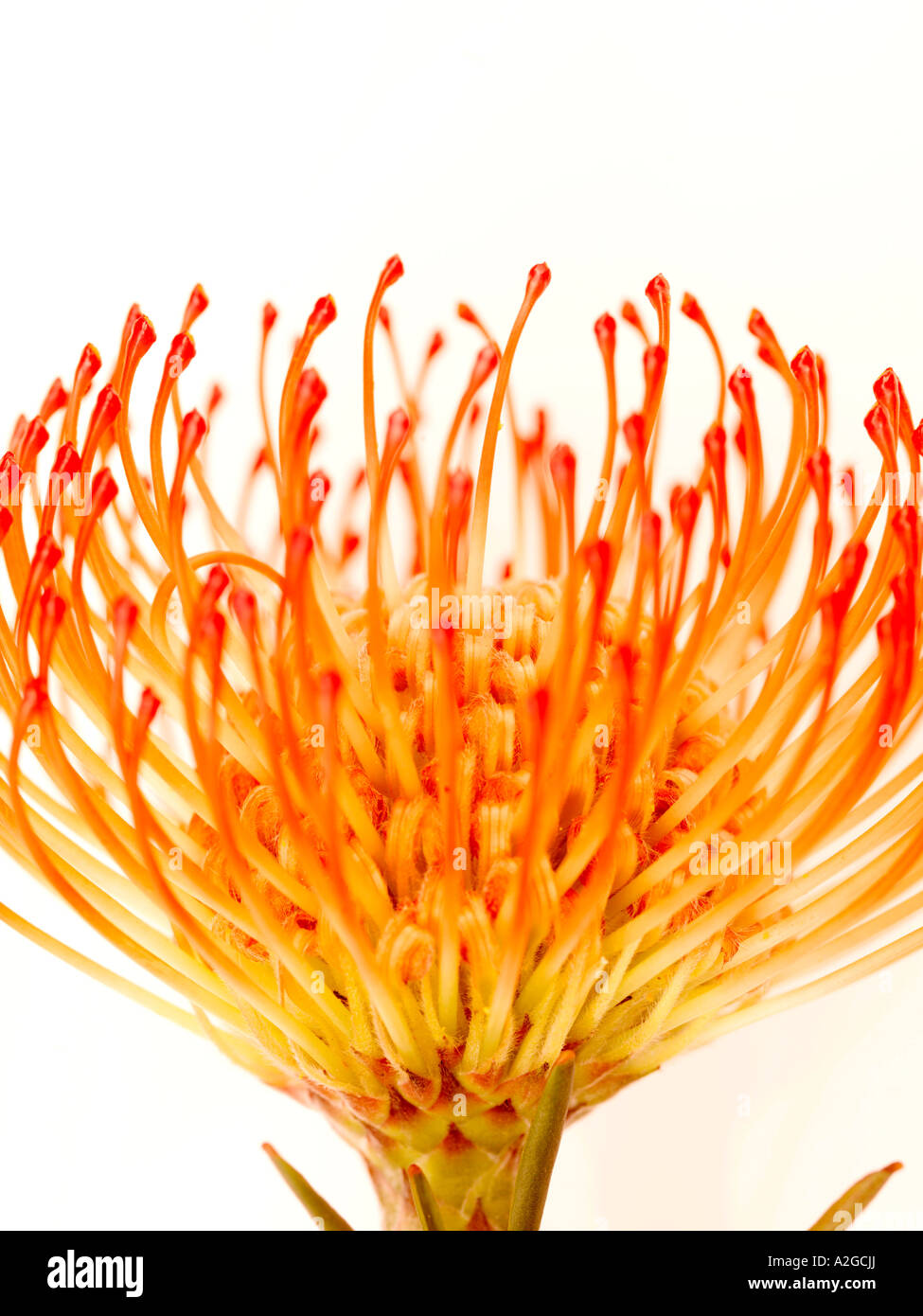 Leucospermums hi-res stock photography and images - Alamy