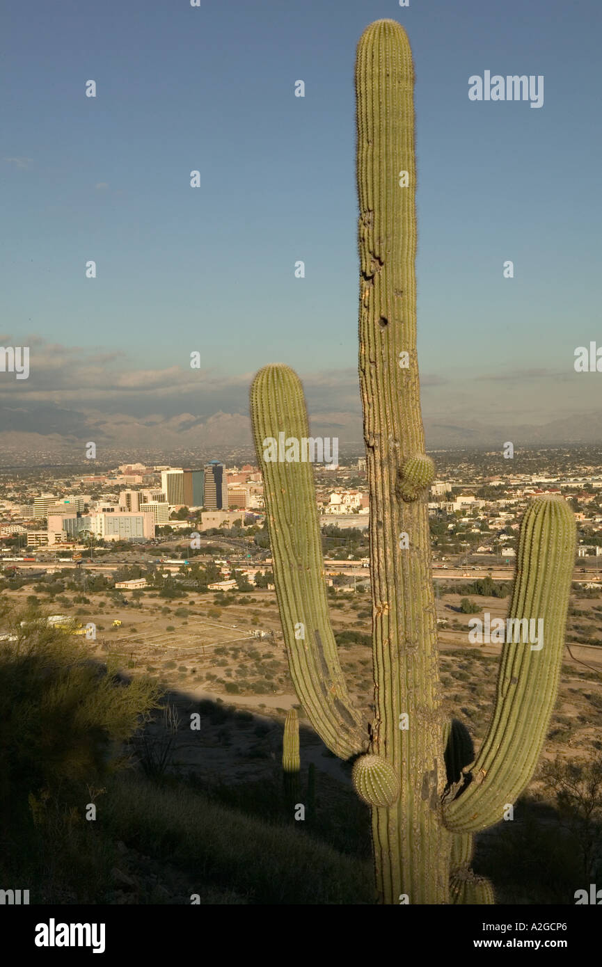 USA, Arizona, Tucson: City View with Saguaro Cactus from Sentinel Peak ...