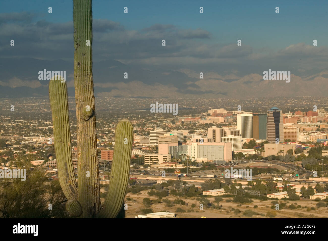 USA, Arizona, Tucson: City View with Saguaro Cactus from Sentinel Peak ...
