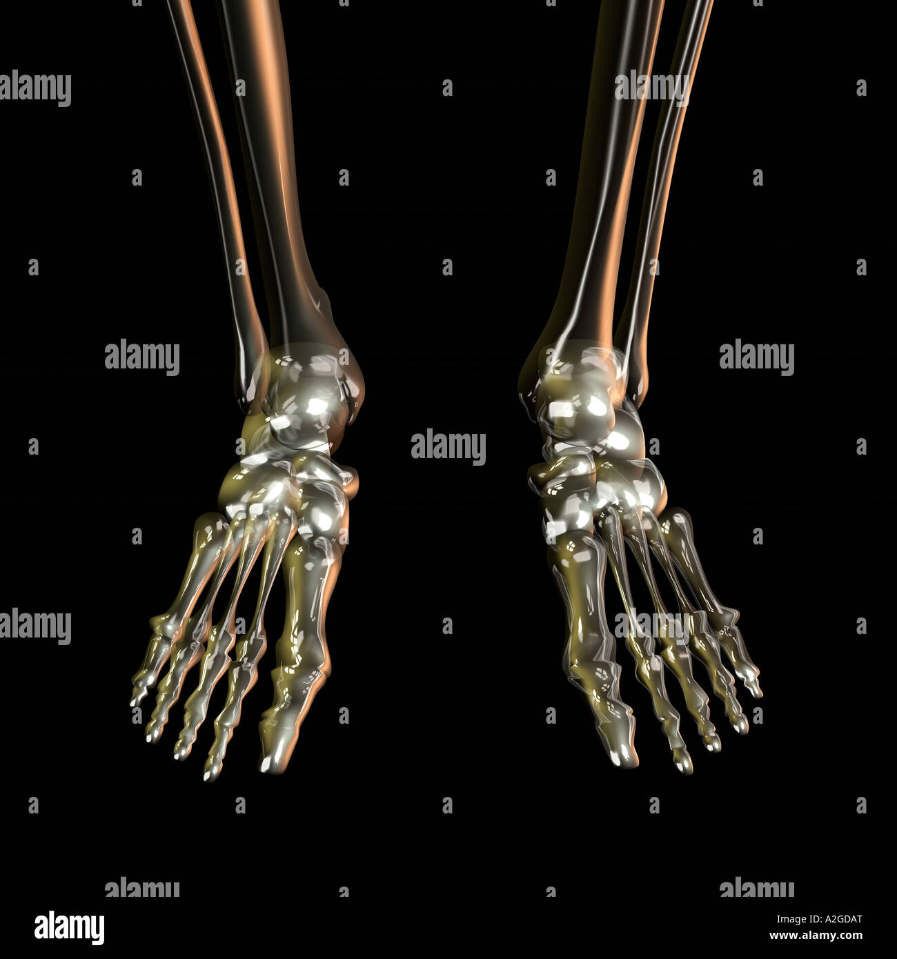 Human feet bones hi-res stock photography and images - Alamy