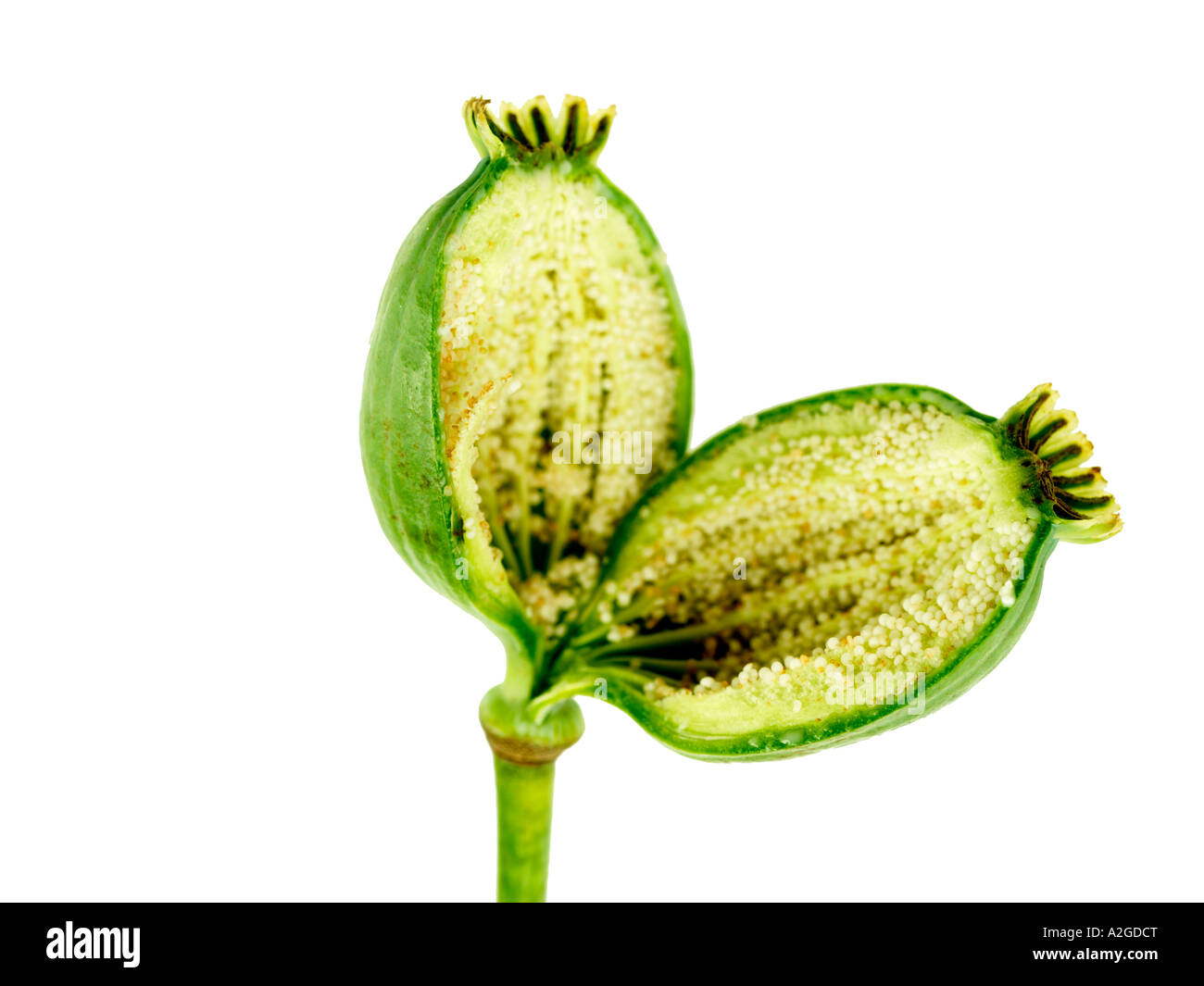 Split flowers Cut Out Stock Images & Pictures - Alamy