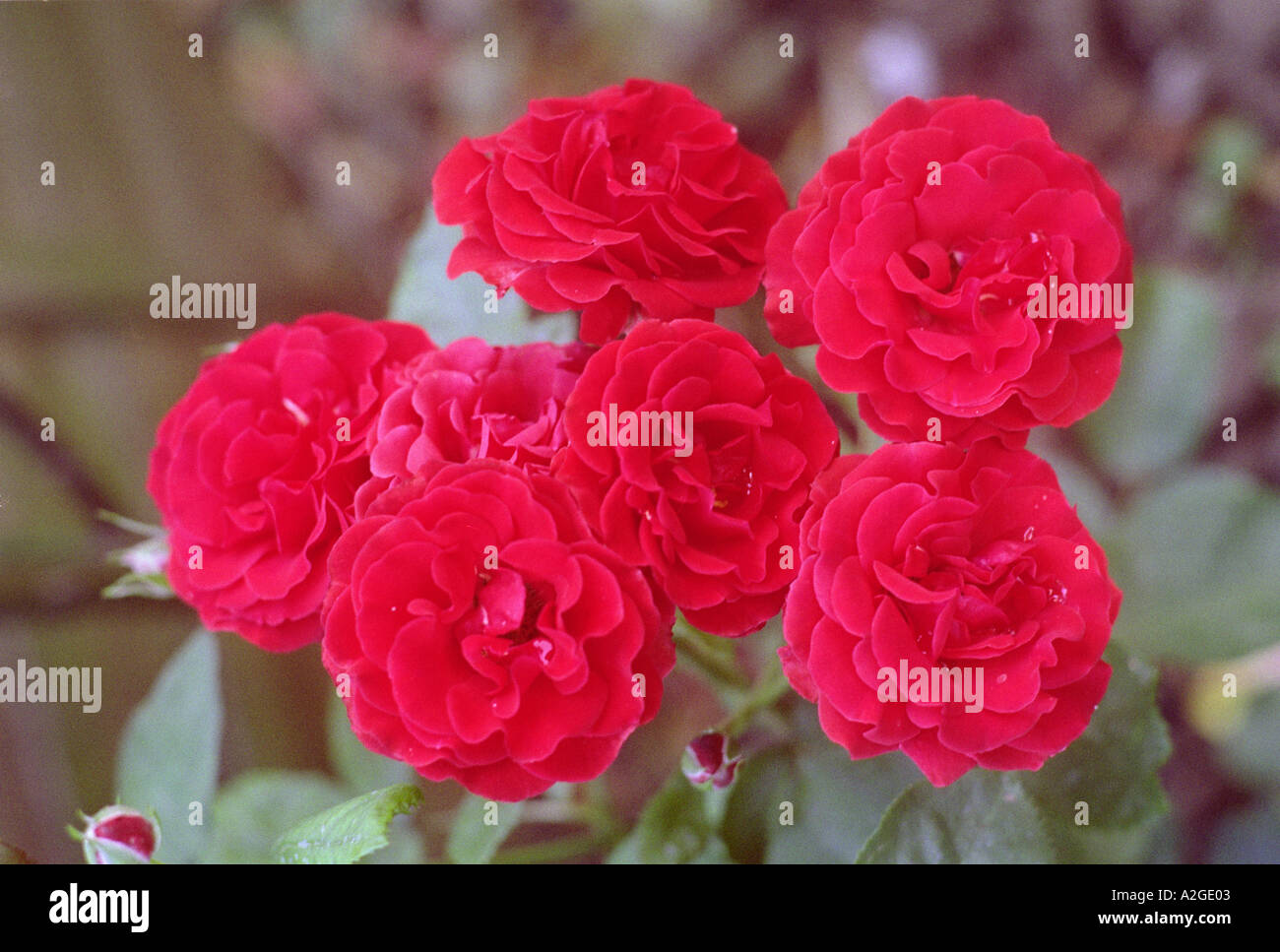 Roses growing in a garden, faded cross process effect Stock Photo - Alamy