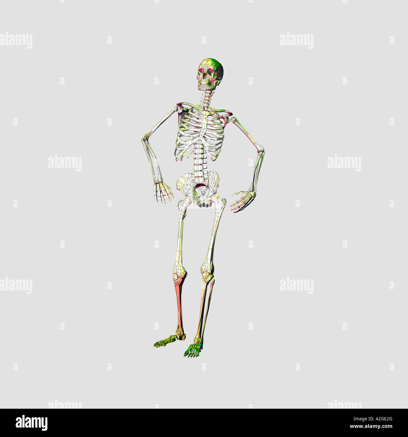 Human skeletal frame hi-res stock photography and images - Alamy