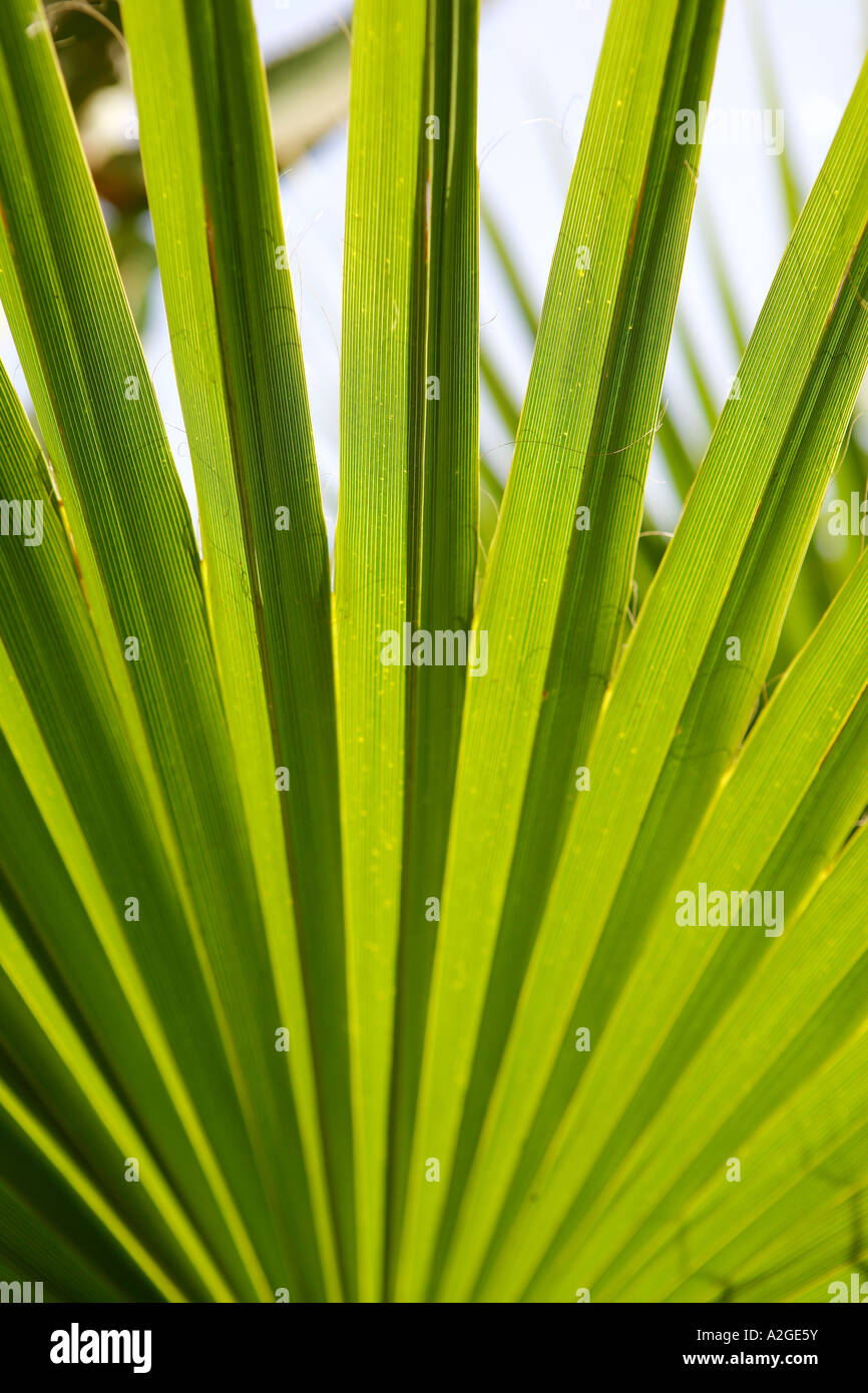 Chamaerops humilis palms hi-res stock photography and images - Alamy