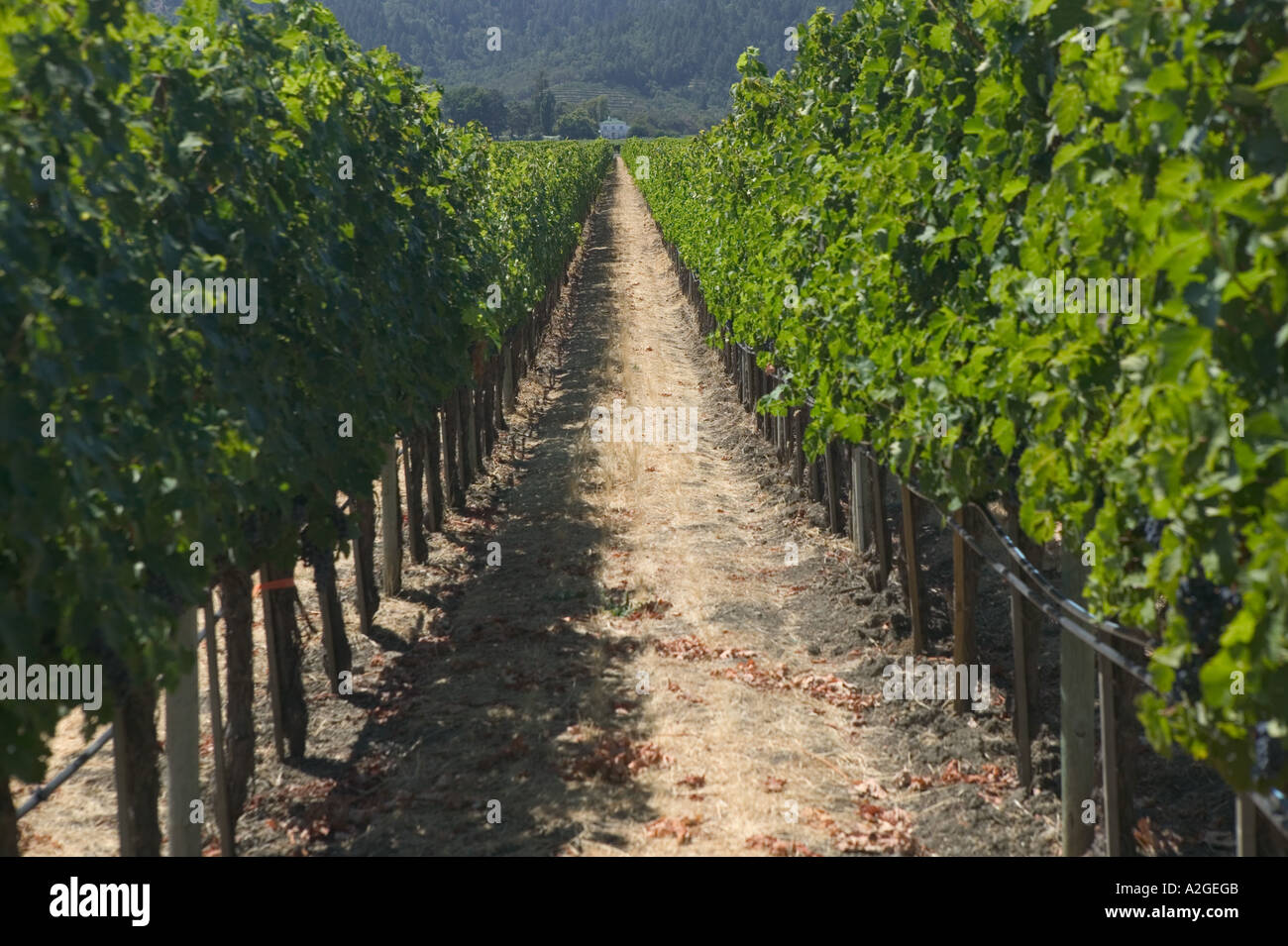 USA, California, Napa Valley, Rutherford: Opus One Winery Vineyard Rows ...