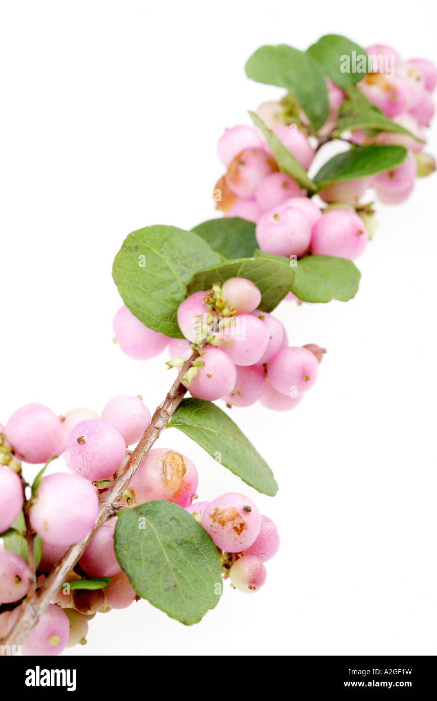 Pink Snowberry Stock Photos & Pink Snowberry Stock Images - Alamy