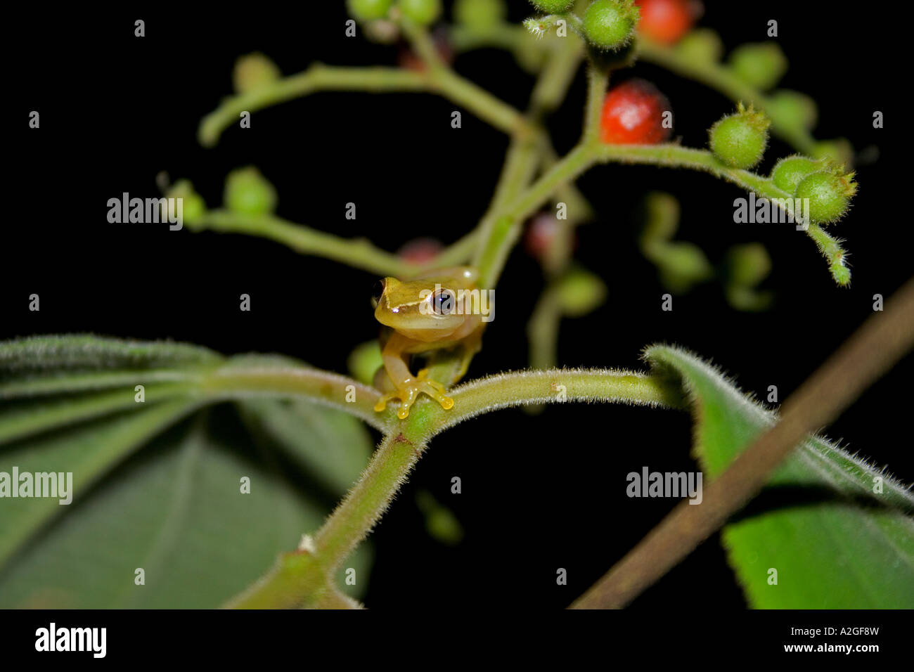 Yellow frog - crawling Stock Photo - Alamy