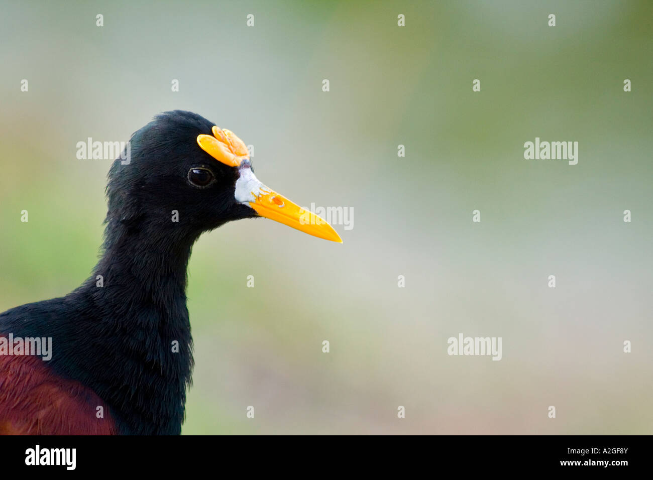 Jacana spinosa hi-res stock photography and images - Alamy