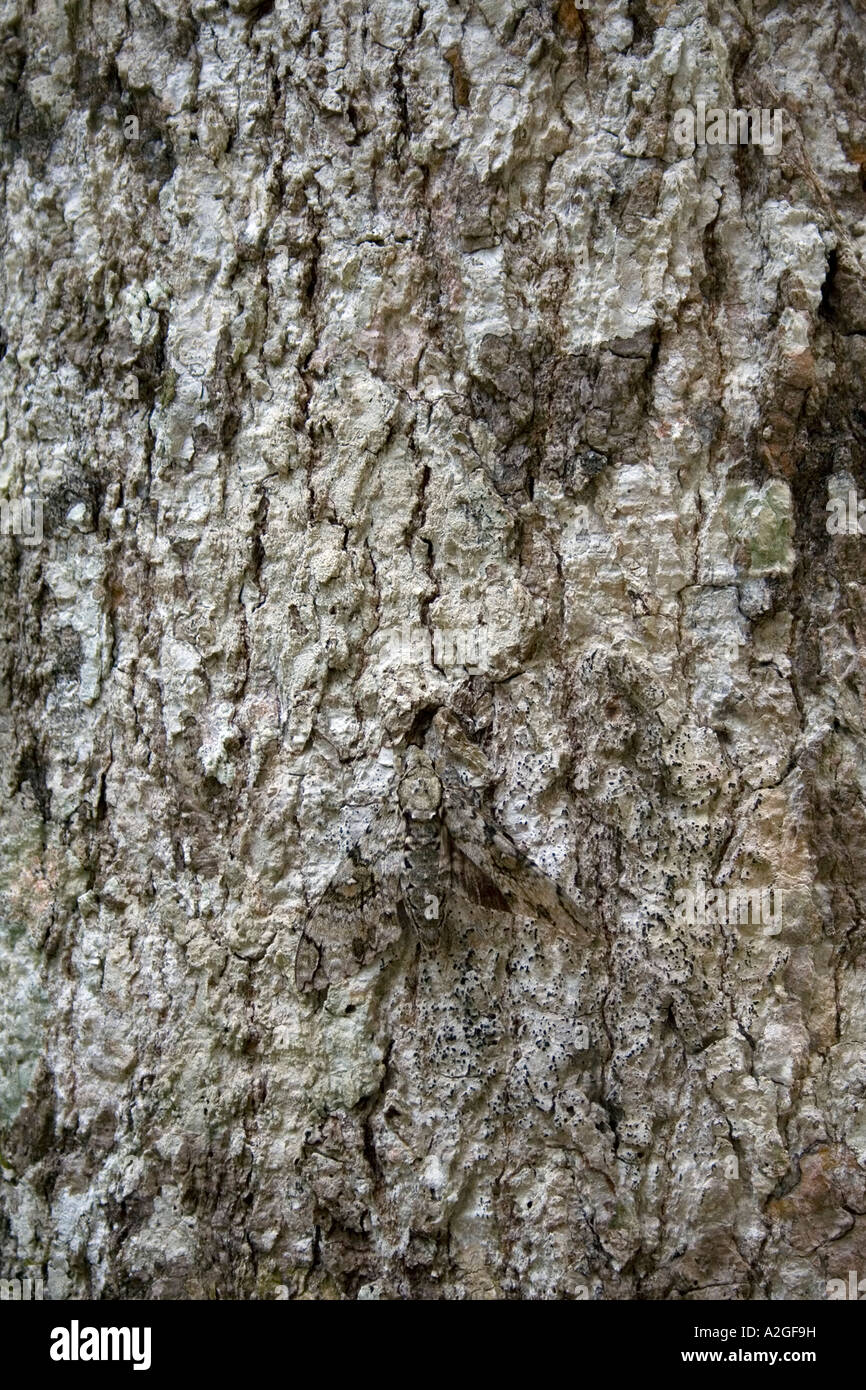 Moth camouflage tree hi-res stock photography and images - Alamy