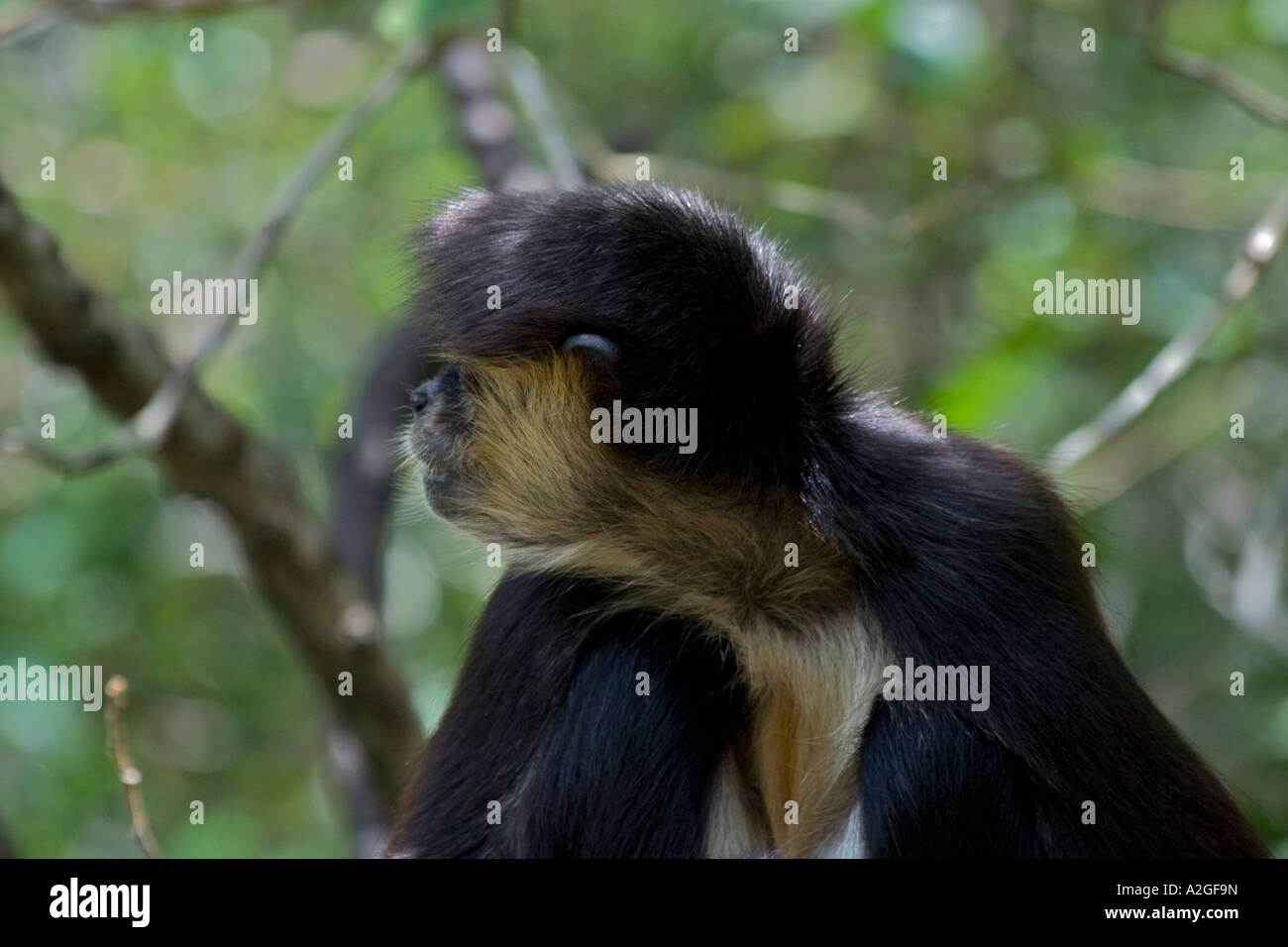 Geoffroy's spider monkey (Ateles geoffroyi) - head - profile aka Black ...