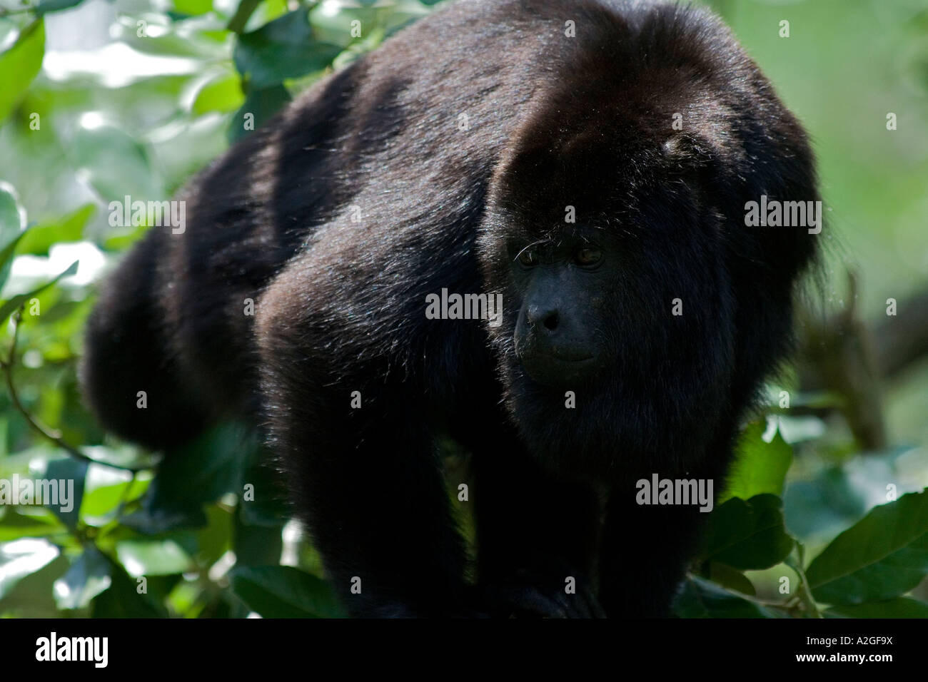 Yucatan Black Howler Monkey (Alouatta pigra) - body - crawling aka ...