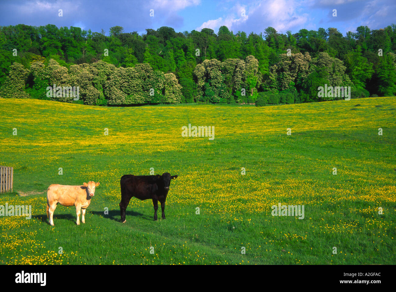 Hertfordshire countryside hi-res stock photography and images - Alamy